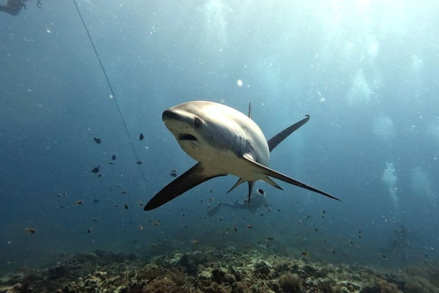 こんなすごいとこあったんだ！！尾っぽの長～いニタリ鮫ってすごくかわいい目をしてるんです！！