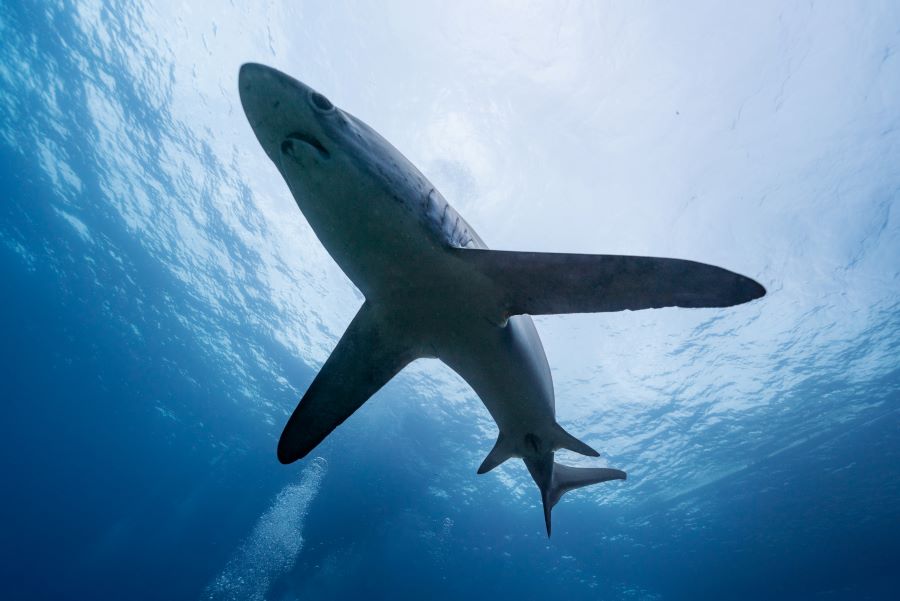 こんなすごいとこあったんだ！！尾っぽの長～いニタリ鮫ってすごくかわいい目をしてるんです！！