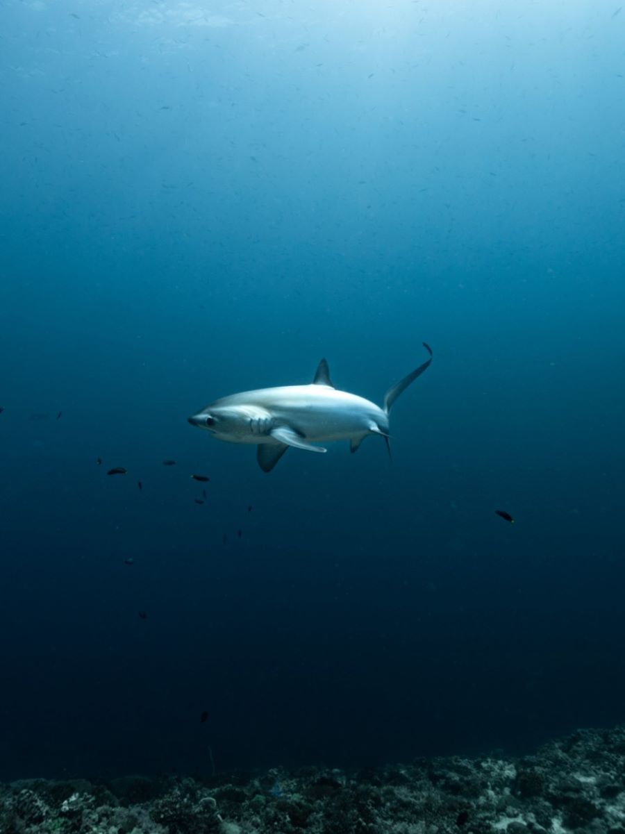 こんなすごいとこあったんだ！！尾っぽの長～いニタリ鮫ってすごくかわいい目をしてるんです！！