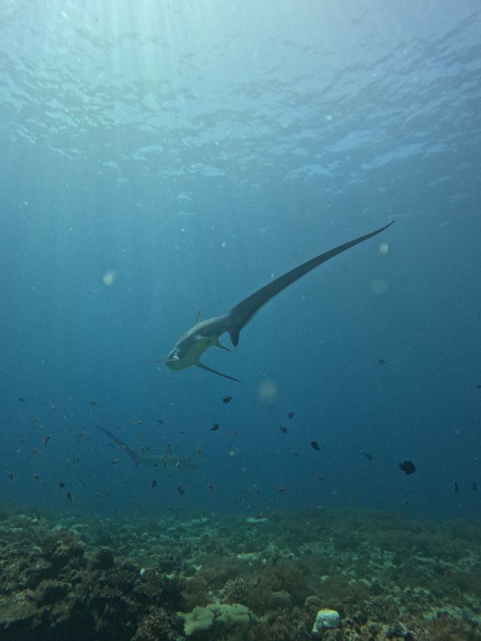 こんなすごいとこあったんだ！！尾っぽの長～いニタリ鮫ってすごくかわいい目をしてるんです！！