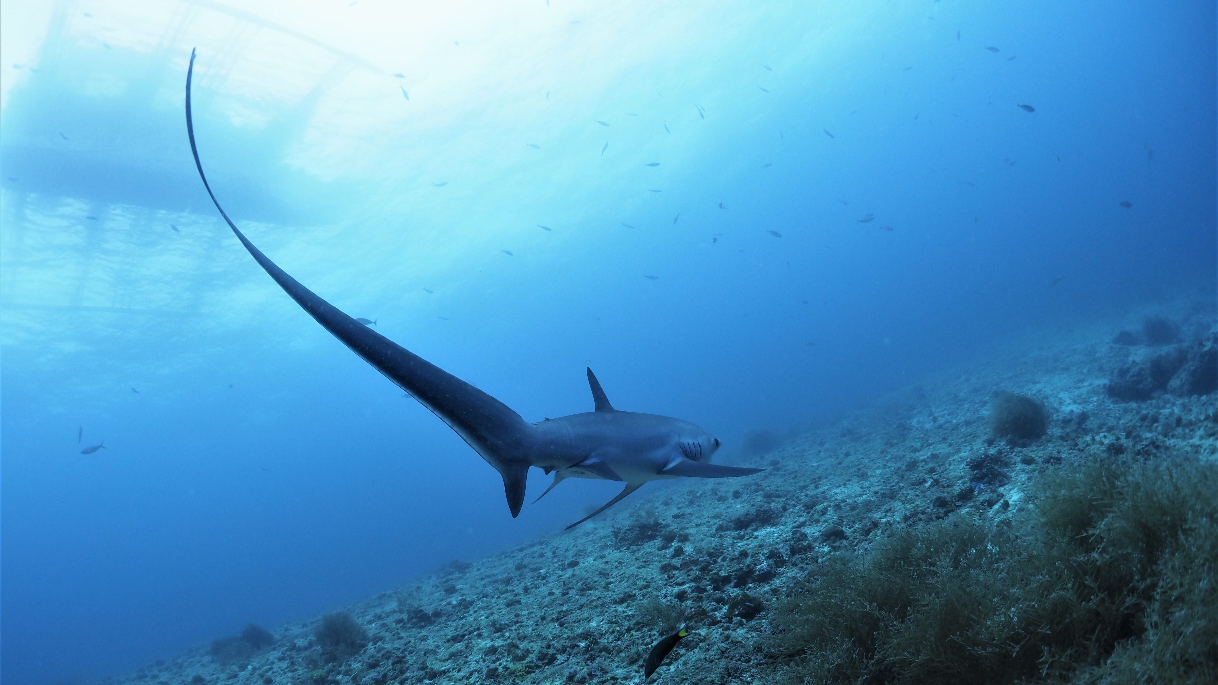こんなすごいとこあったんだ！！尾っぽの長～いニタリ鮫ってすごくかわいい目をしてるんです！！
