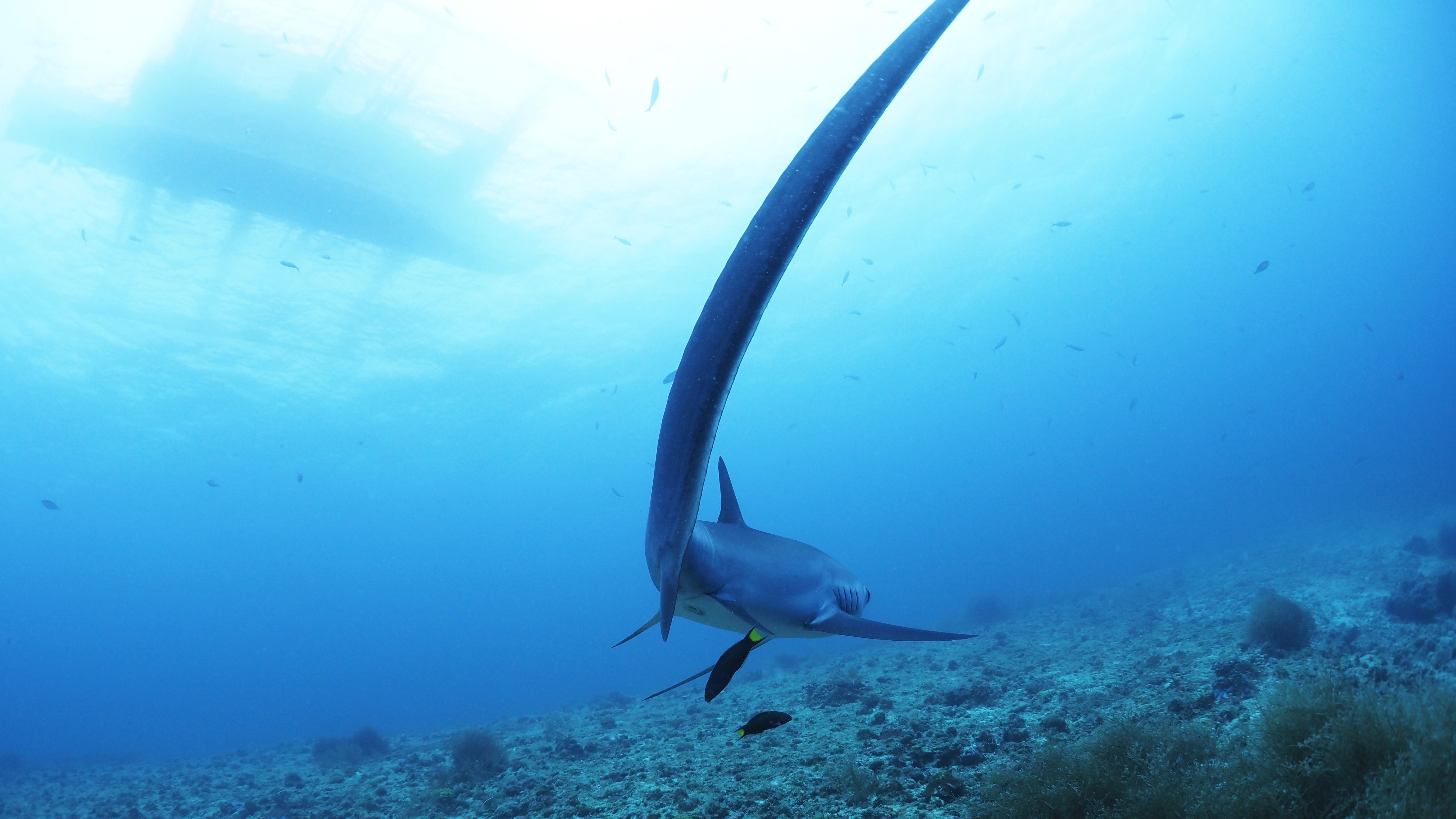 こんなすごいとこあったんだ！！尾っぽの長～いニタリ鮫ってすごくかわいい目をしてるんです！！