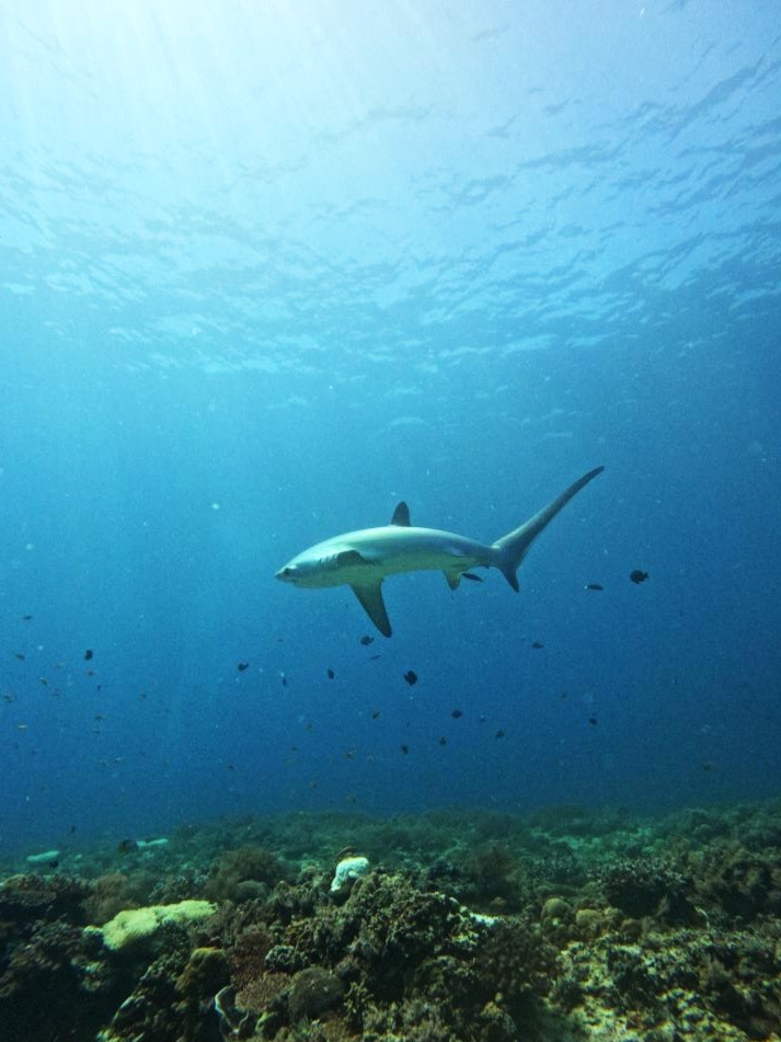 こんなすごいとこあったんだ！！尾っぽの長～いニタリ鮫ってすごくかわいい目をしてるんです！！